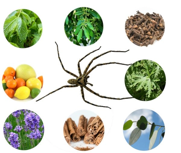 The Best 8 Essential Oils To Repel Spiders 1