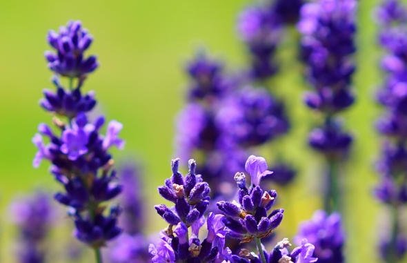 What Are The Magical Properties Of Lavender? | Enchanted Aromatics