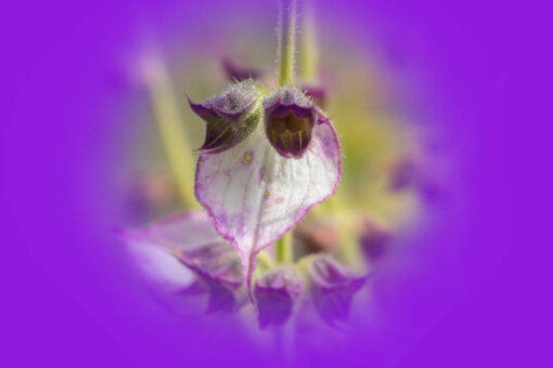 What Are The Magical Properties Of Clary Sage? | Enchanted Aromatics