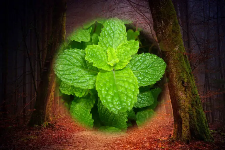 What Are The Magical Properties Of Peppermint? | Enchanted Aromatics