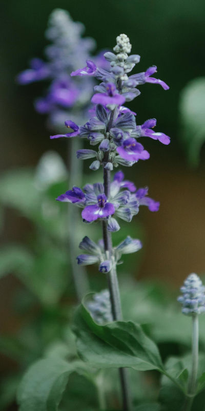 What Are The Magical Properties Of Clary Sage? | Enchanted Aromatics