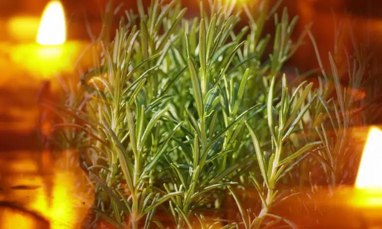 What Are The Magical Properties Of Rosemary? | Enchanted Aromatics