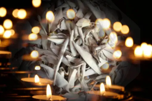 What Are The Magical Properties Of White Sage? | Enchanted Aromatics
