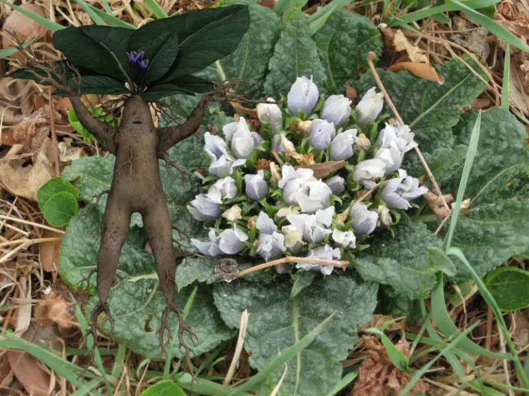 What Are The Magical Properties Of Mandrake Root? | Enchanted Aromatics