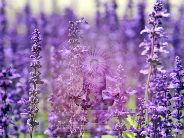 What Are The Magical Properties Of Lavender? | Enchanted Aromatics