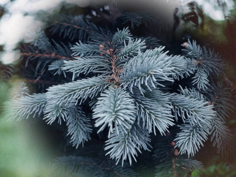Magical Properties Of Spruce | Enchanted Aromatics