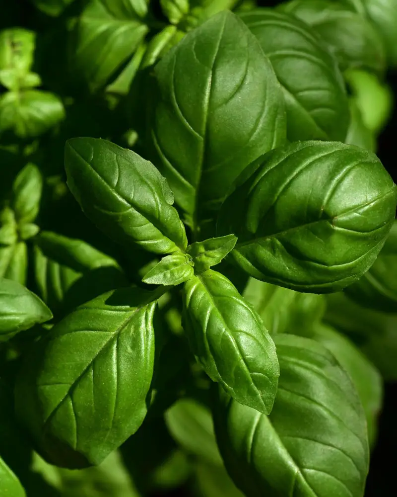 Use Basil In Love Magic And Rituals | Enchanted Aromatics