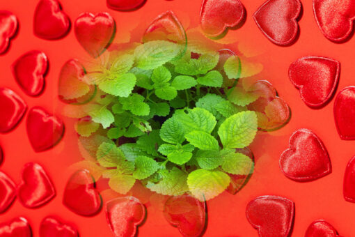 Use Lemon Balm In Love Spells | Enchanted Aromatics