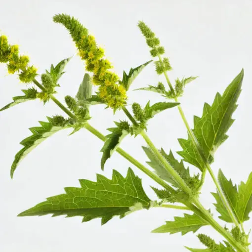7 Magical Properties Of Agrimony | Enchanted Aromatics