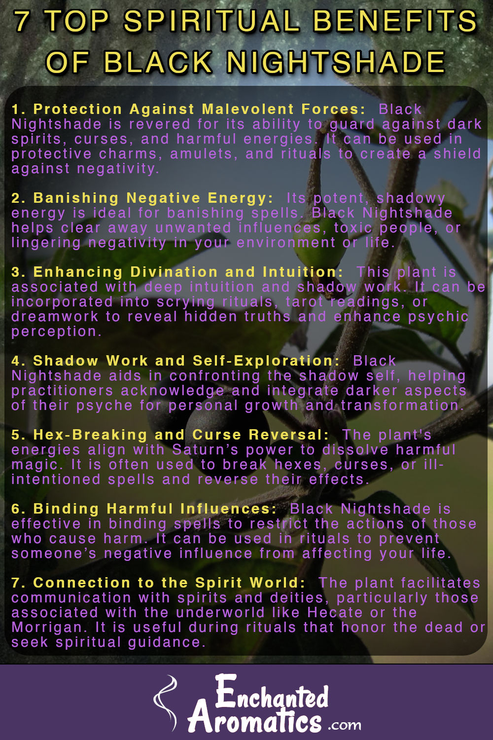 7 Magical Properties Of Black Nightshade | Enchanted Aromatics